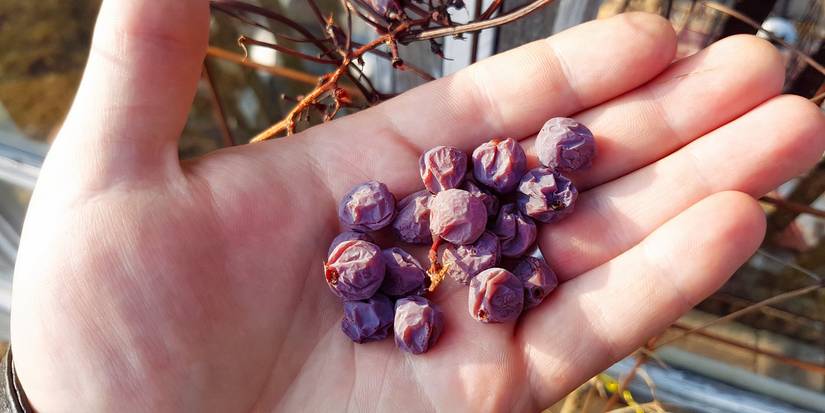 Raisins: Drying Process, Nutrition, and Re-Hydration Tips