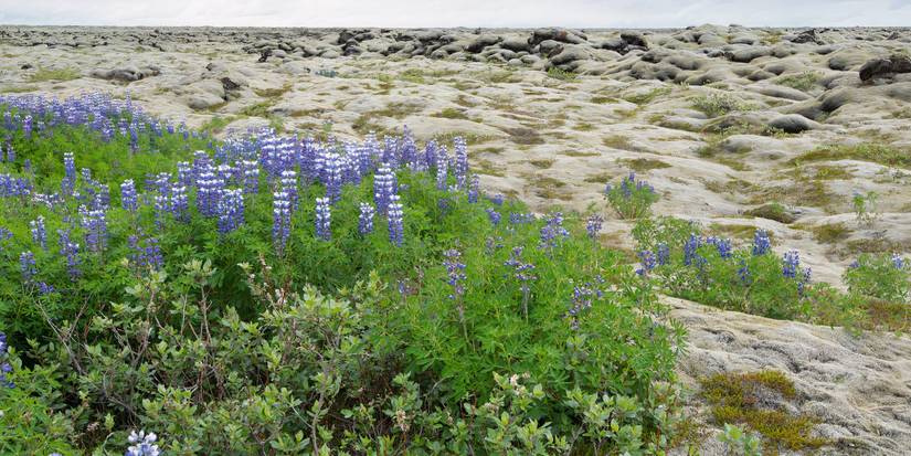 Invasive Nootka Lupin: Iceland's Beautiful but Destructive Purple Flower