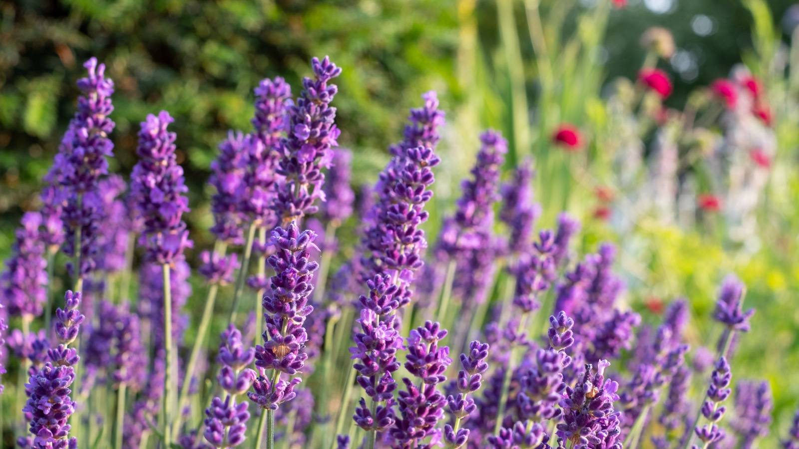 5 Meaningful Plants for a Calm and Reflective Peace Garden