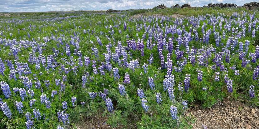 Invasive Nootka Lupin: Iceland's Beautiful but Destructive Purple Flower