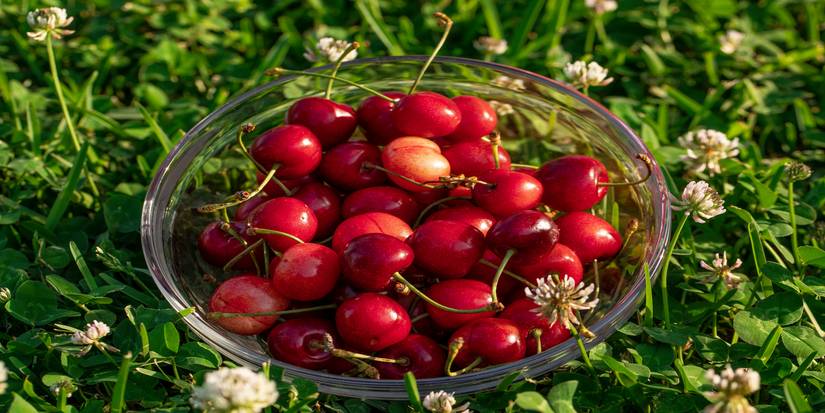 Sweet or Tart? The Best Cherries to Pair With Chocolate