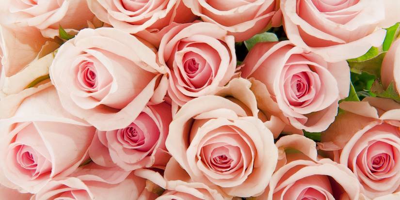 5 Elegant Flowers for a Soft Pink Christmas Trend