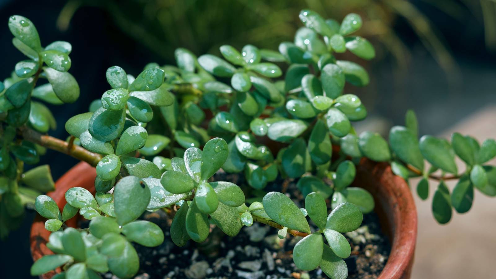 New Year’s Eve Plants That Turn Goals Into Living Intentions