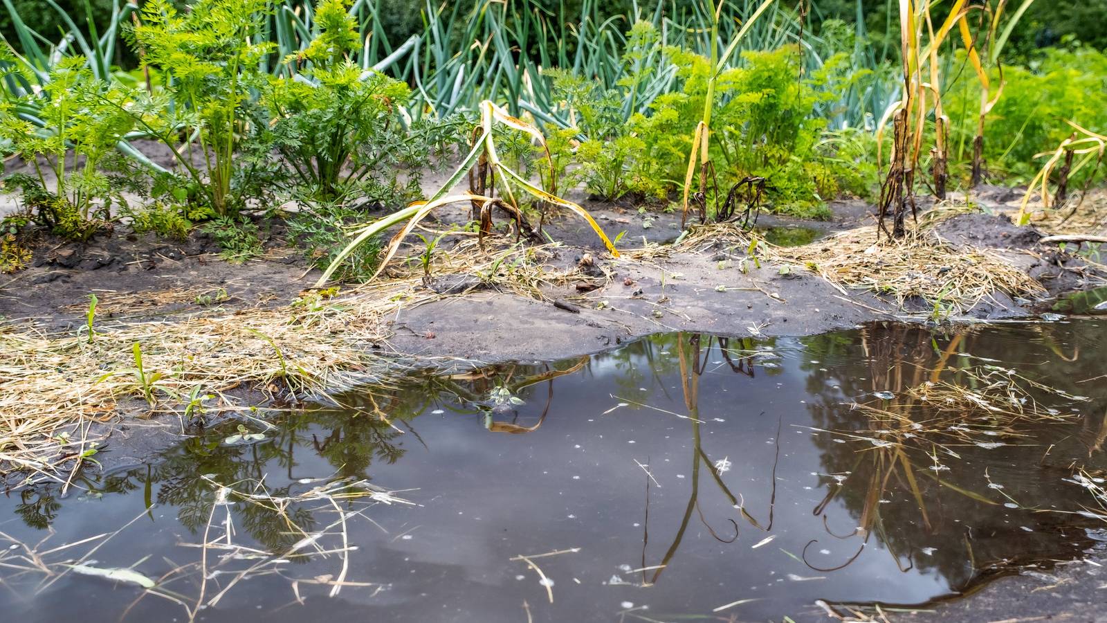 Flooded Garden Recovery: Steps to Restore Your Outdoor Space