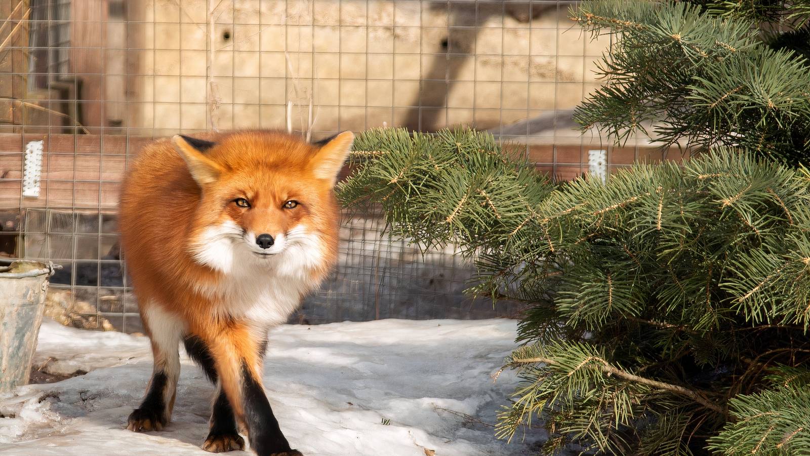 Encountering a Fox in Your Backyard: Safety Tips and Prevention