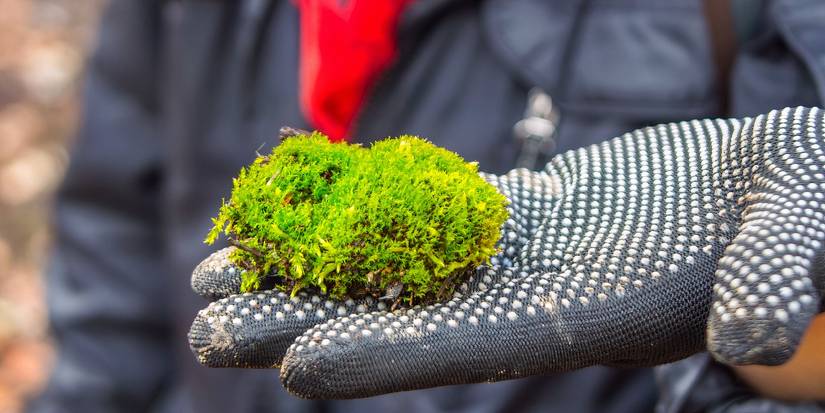 Transform Your Shaded Lawn with Lush, Low-Maintenance Moss