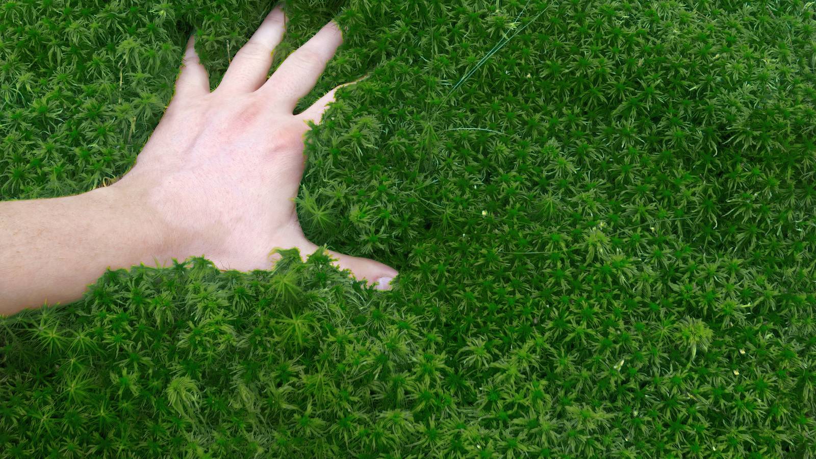 Transform Your Shaded Lawn with Lush, Low-Maintenance Moss