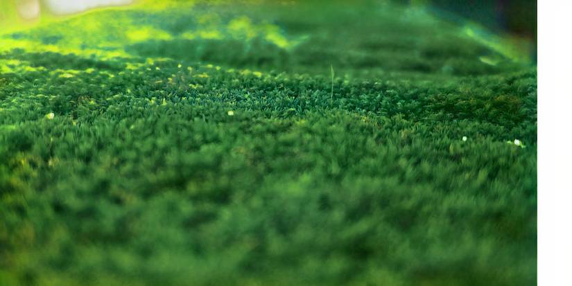 Transform Your Shaded Lawn with Lush, Low-Maintenance Moss