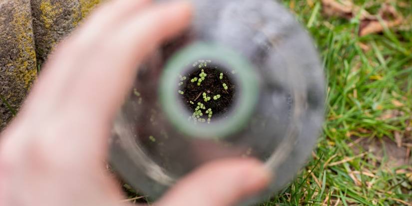 Winter Sowing Tips: Grow Stronger Seedlings Before Spring Arrives