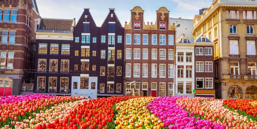 National Tulip Day: Celebrating Spring Blooms in Winter