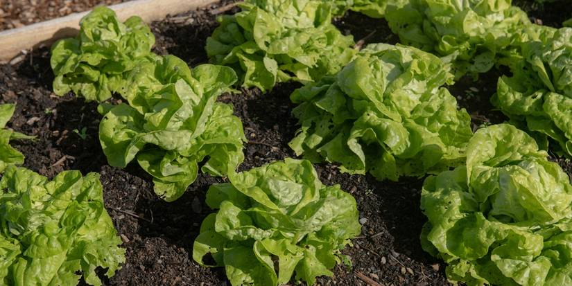 Top Lettuce Types to Elevate Caesar Salad Recipes Every Time