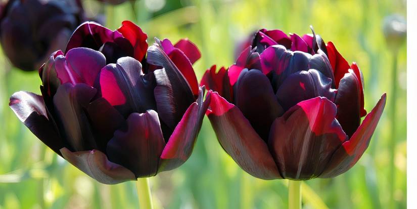 Crafting a Poetcore Garden: Discover 9 Plants for a Literary Landscape