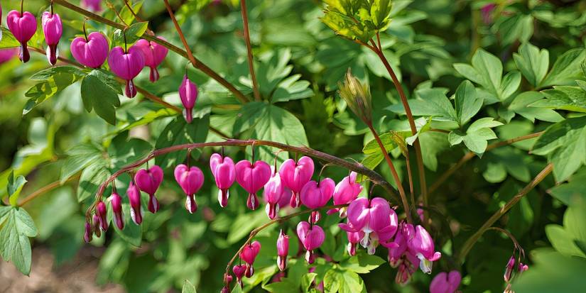 Crafting a Poetcore Garden: Discover 9 Plants for a Literary Landscape