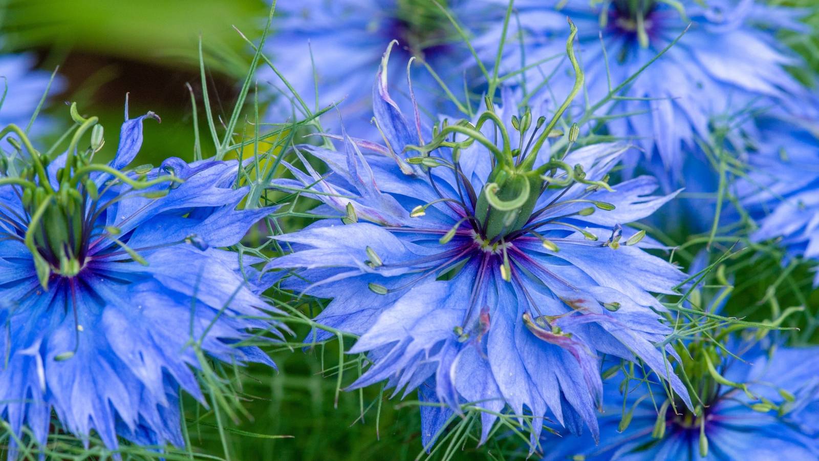 5 Easy-Care Blue Flowers for Calm, Balanced Gardens