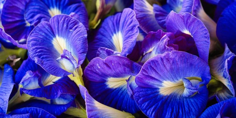 How Butterfly Pea Flower Brings Confidence and Calm to Interior Styling