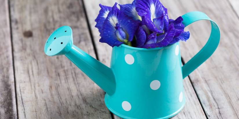 How Butterfly Pea Flower Brings Confidence and Calm to Interior Styling
