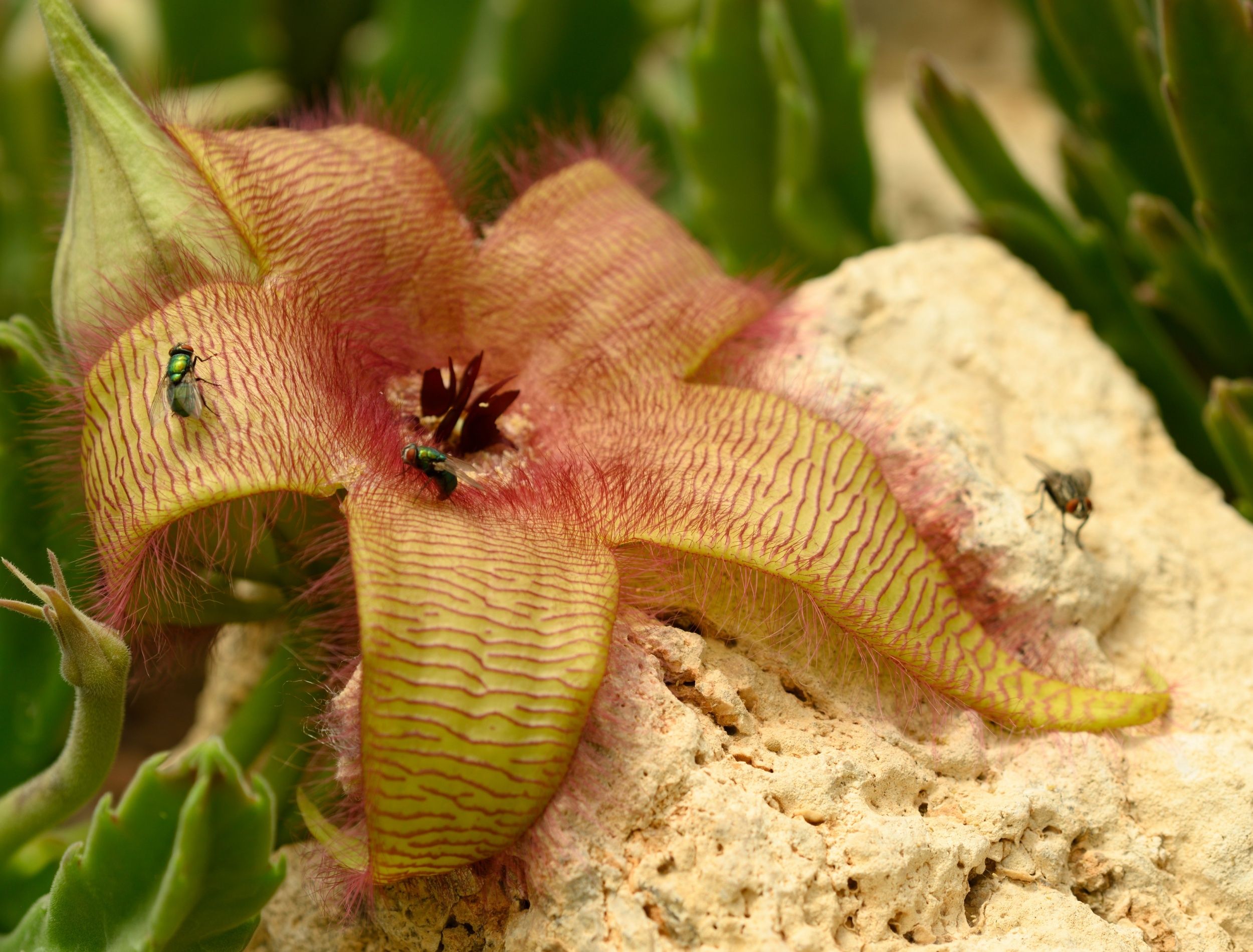 The World's Ugliest Flowers (That You Can't Grow At Home)