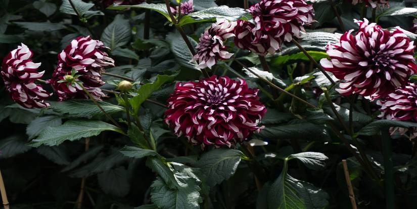 Candlelit Petals: A Guide to Flowers With Vamp Romantic Allure