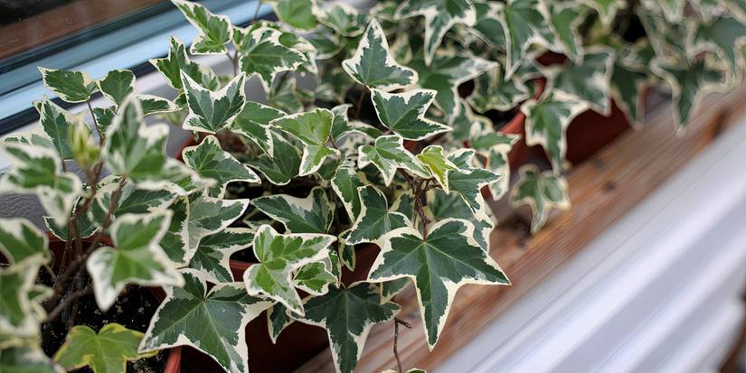 5 Invasive Ground Covers to Avoid in Your Garden