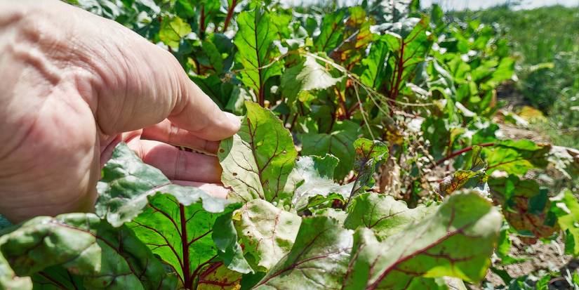Flooded Garden Recovery: Steps to Restore Your Outdoor Space