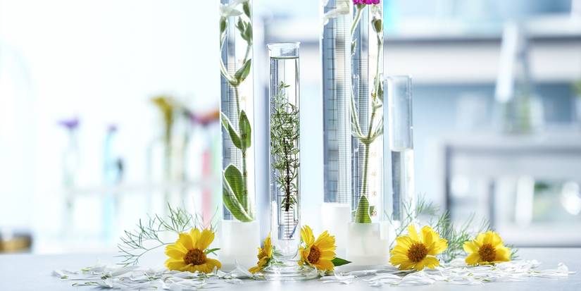 The Five Most Expensive Plants Ever Sold