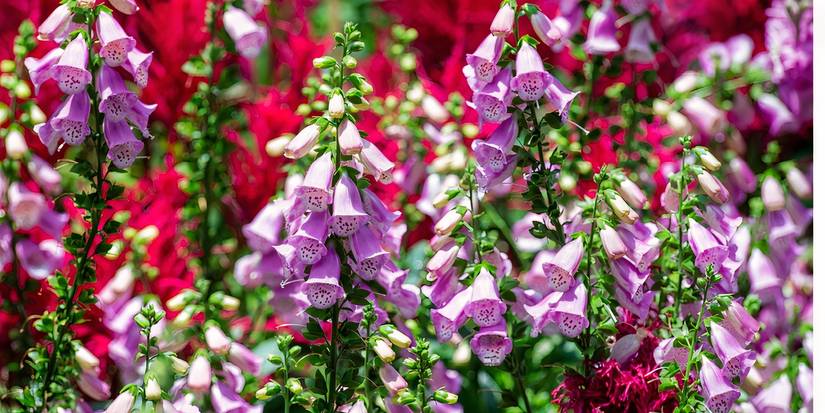 Crafting a Poetcore Garden: Discover 9 Plants for a Literary Landscape