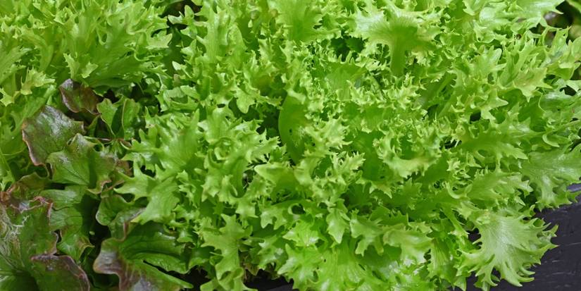 Top Lettuce Types to Elevate Caesar Salad Recipes Every Time