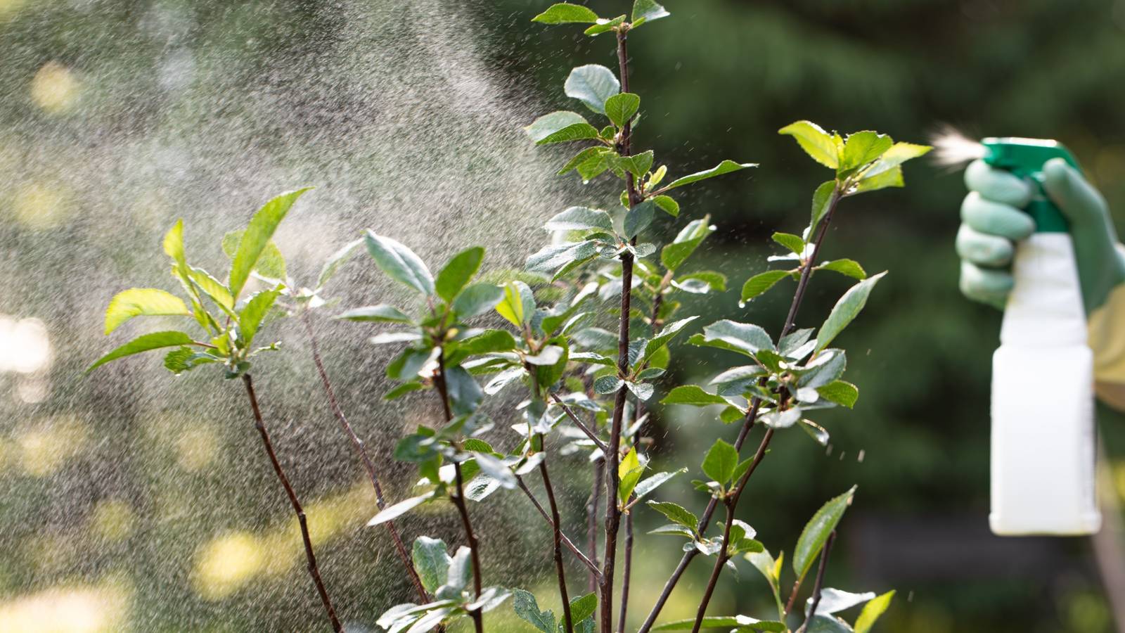 Innovative Spray-On Plant Shield Enhances Drought and Disease Defense