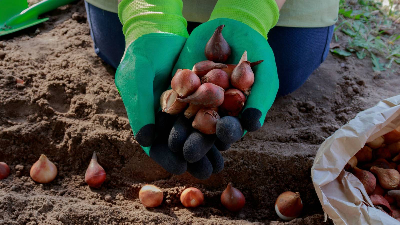 How to Buy and Plant Tulip Bulbs Like a Pro