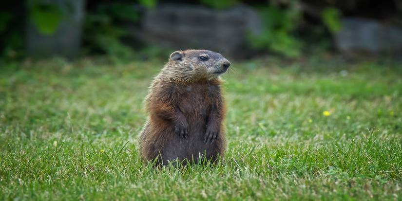 Beyond Groundhog Day: How Groundhogs Quietly Shape Landscapes