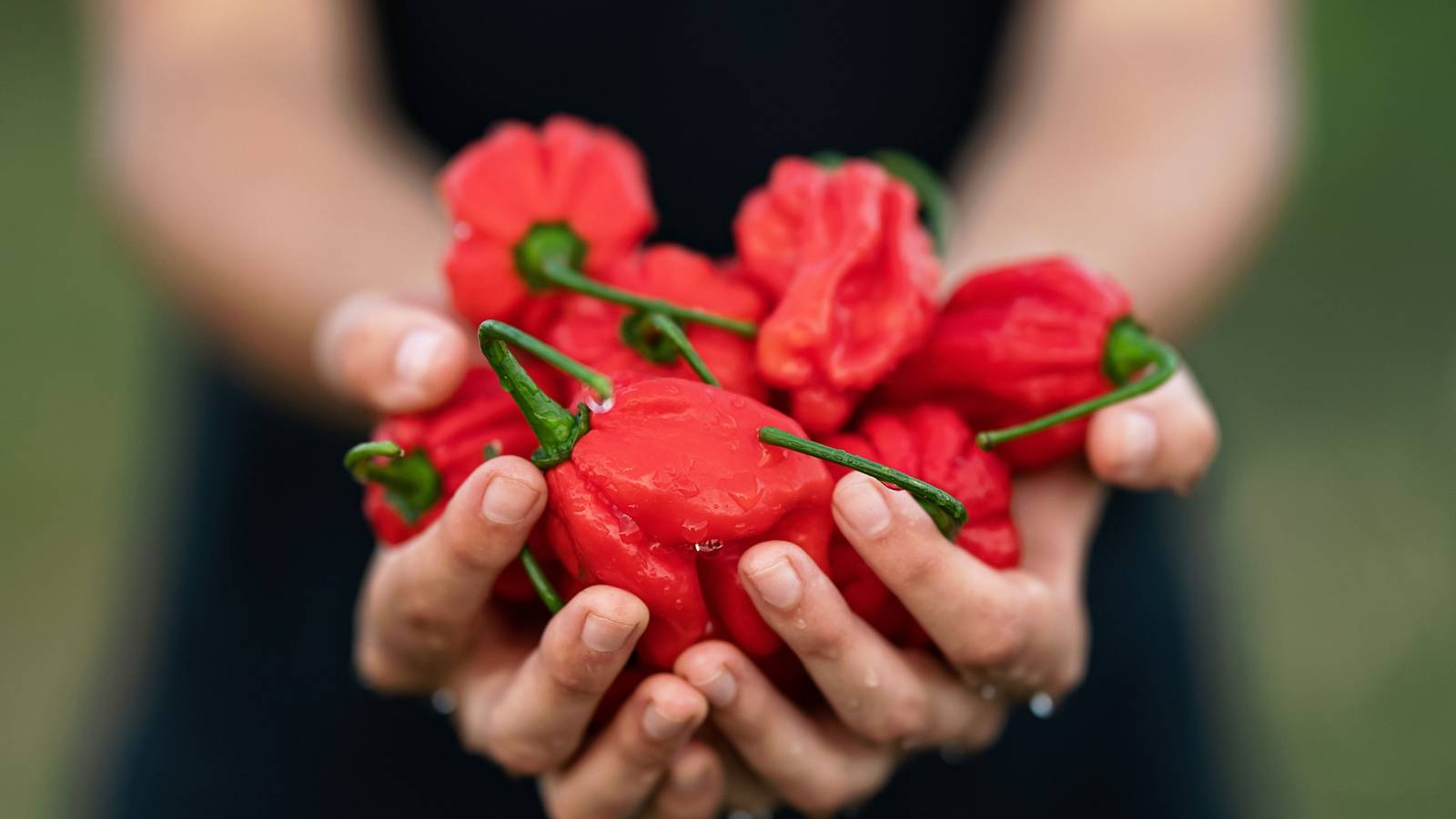 2026: The Year of the Hot Pepper - Flavor, Heat, and Garden Trends
