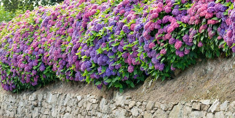 8 Plants for a Lush, Natural Retaining Wall Garden