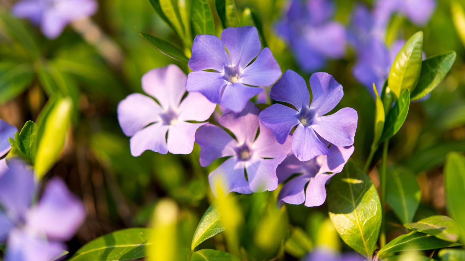 5 Invasive Ground Covers to Avoid in Your Garden