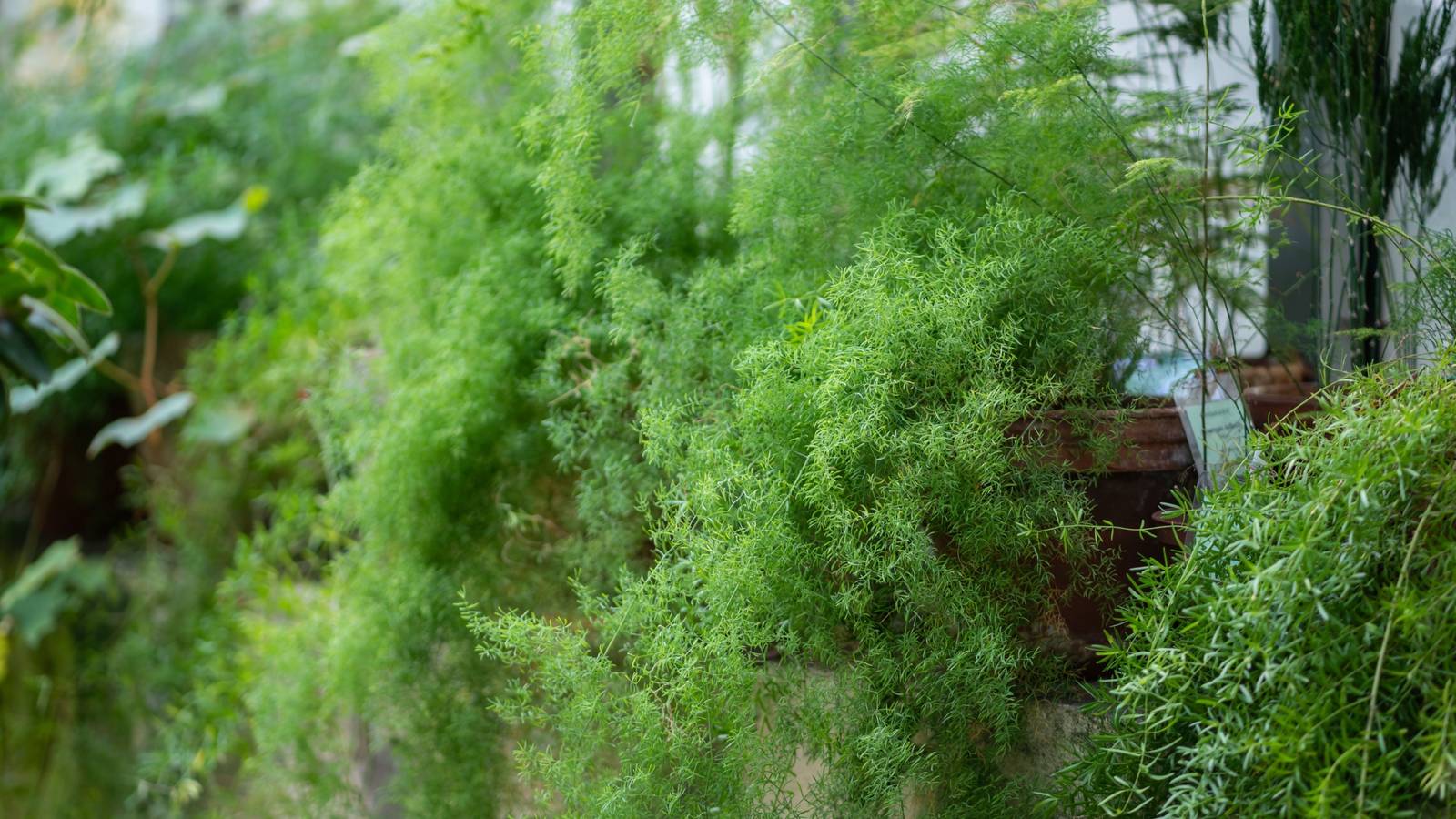 Lace-Like Foliage: 5 Plants for Soft, Textured Home Decor