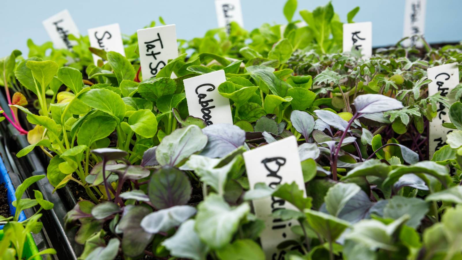 Why January Planting Determines Your Entire Growing Season