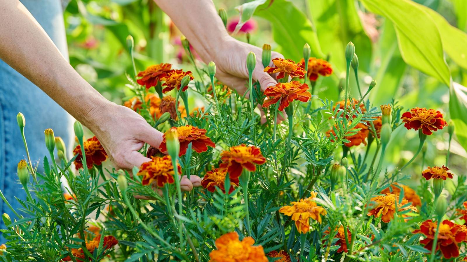 5 Plants That Naturally Repair Garden Soil Problems