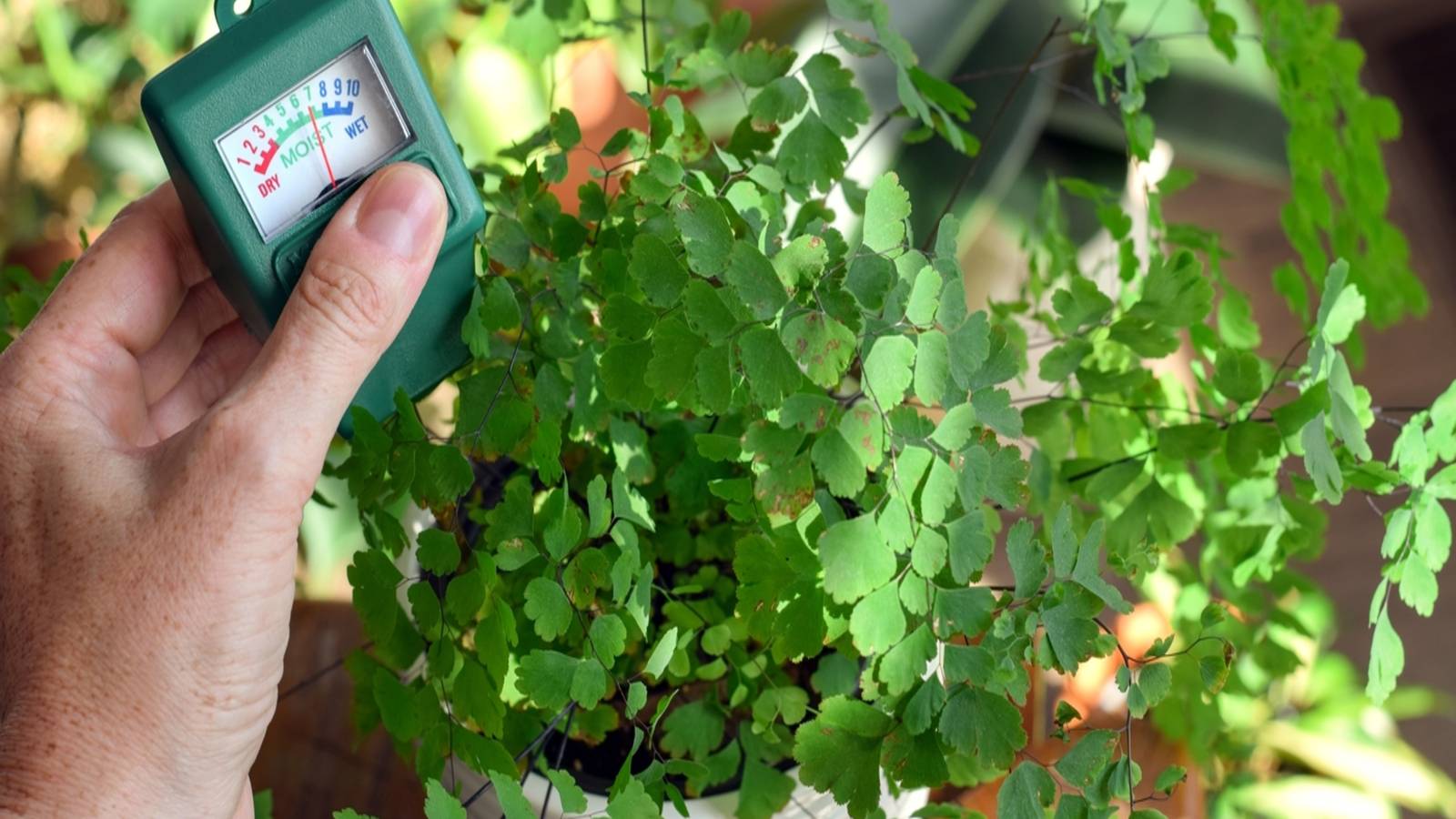 The Right Way to Water Plants Using a Moisture Meter