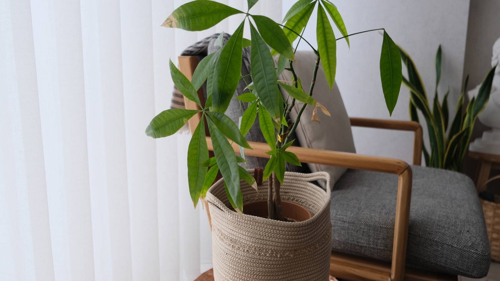 Why the Money Tree Is the Perfect Plant For Today’s Homes