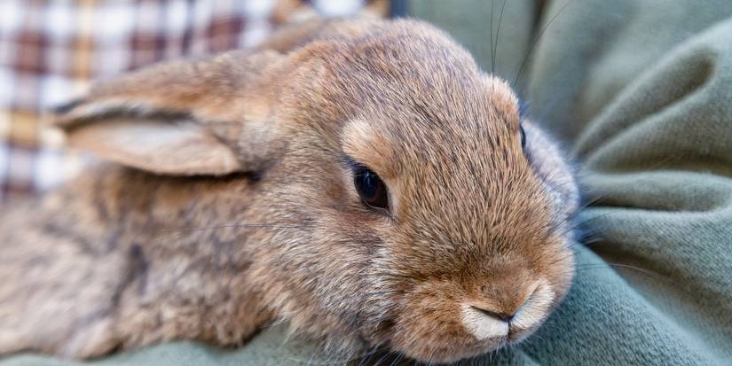 Encountering a Fox in Your Backyard: Safety Tips and Prevention