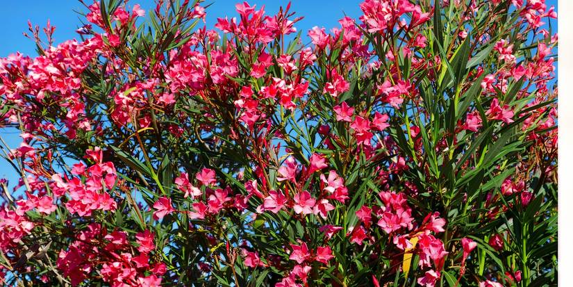 5 Plants You Should Never Burn: Protect Your Health and Home