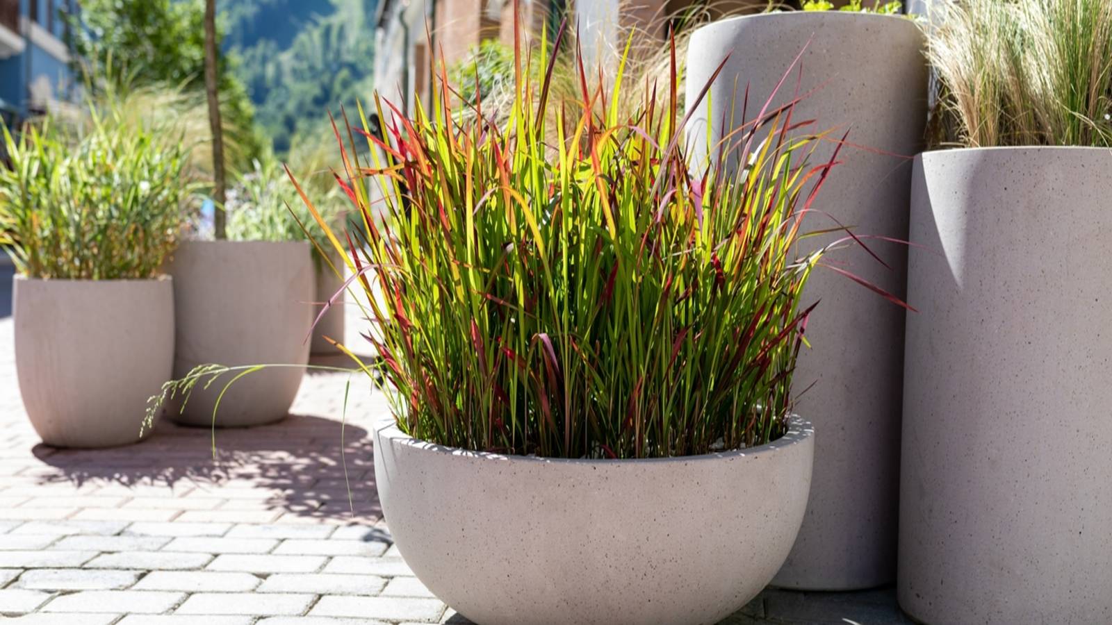 Why Landscaping Plants Look Better and Grow Stronger in Pots