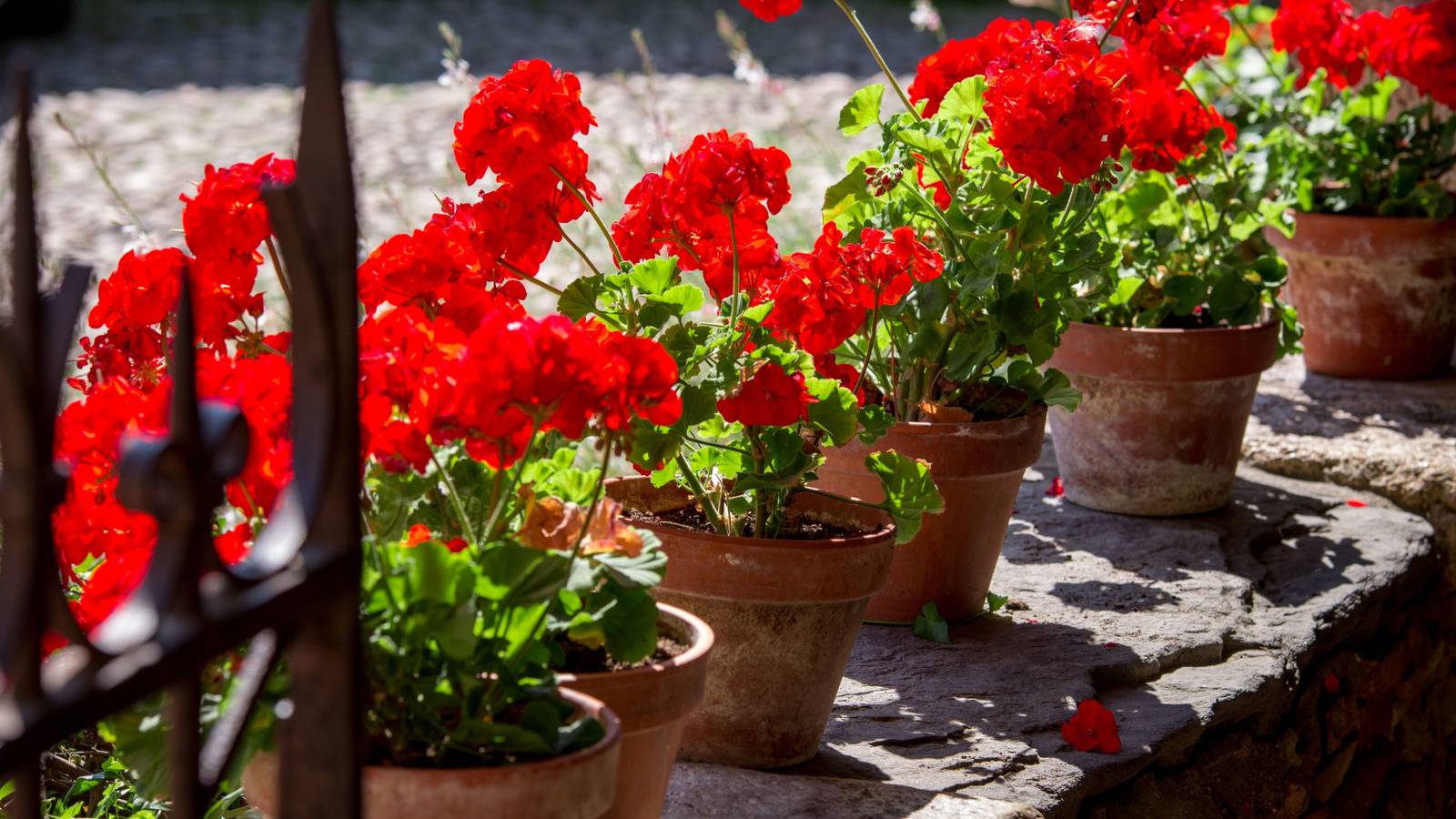Build Spring Porch Decor With Container Plants That Look Intentional