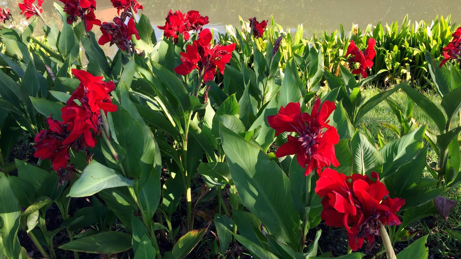 8 Flood-Resistant Plants for Beautiful, Functional Landscapes