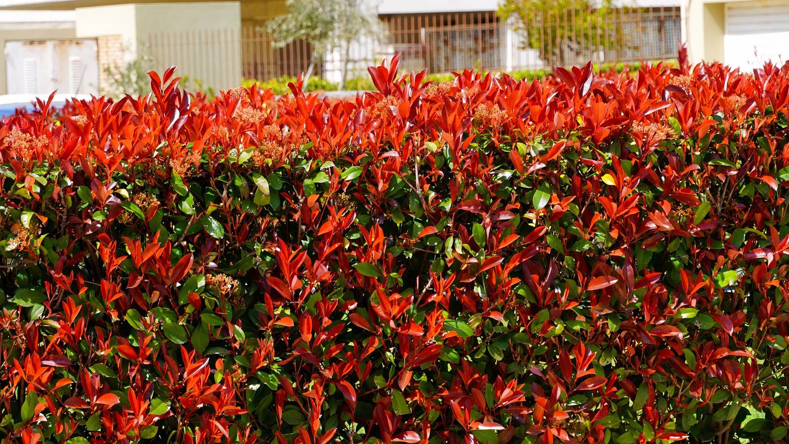 7 Landscaping Plants for Lush, Private Outdoor Retreats