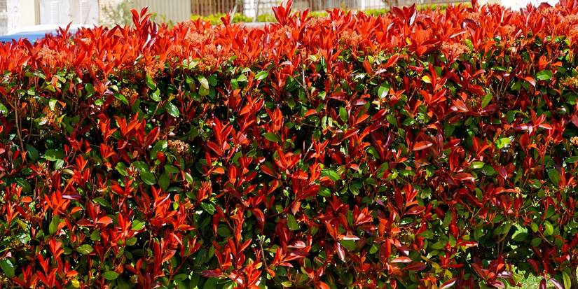 7 Landscaping Plants for Lush, Private Outdoor Retreats