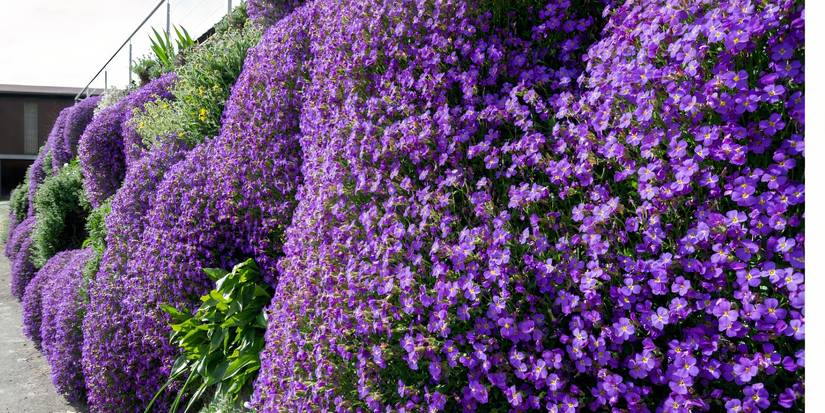 8 Plants for a Lush, Natural Retaining Wall Garden
