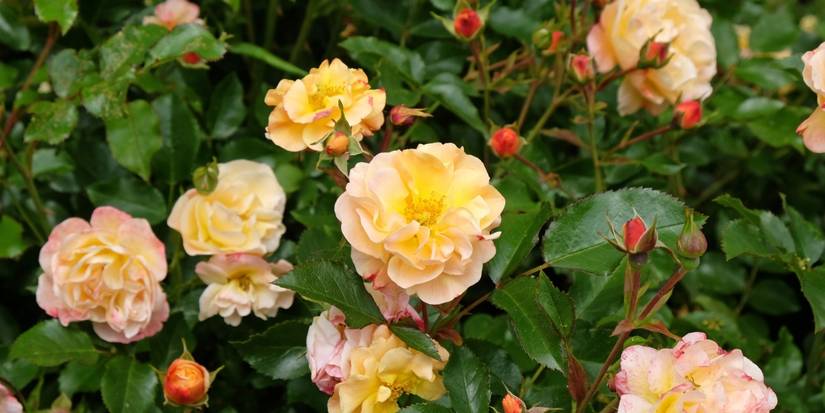 Drought Resistant Roses: The Must-Have Garden Trend for the New Year