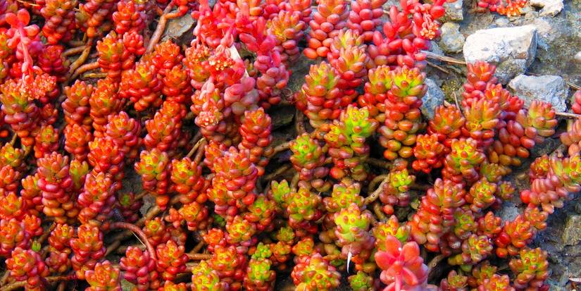 8 Plants for a Lush, Natural Retaining Wall Garden