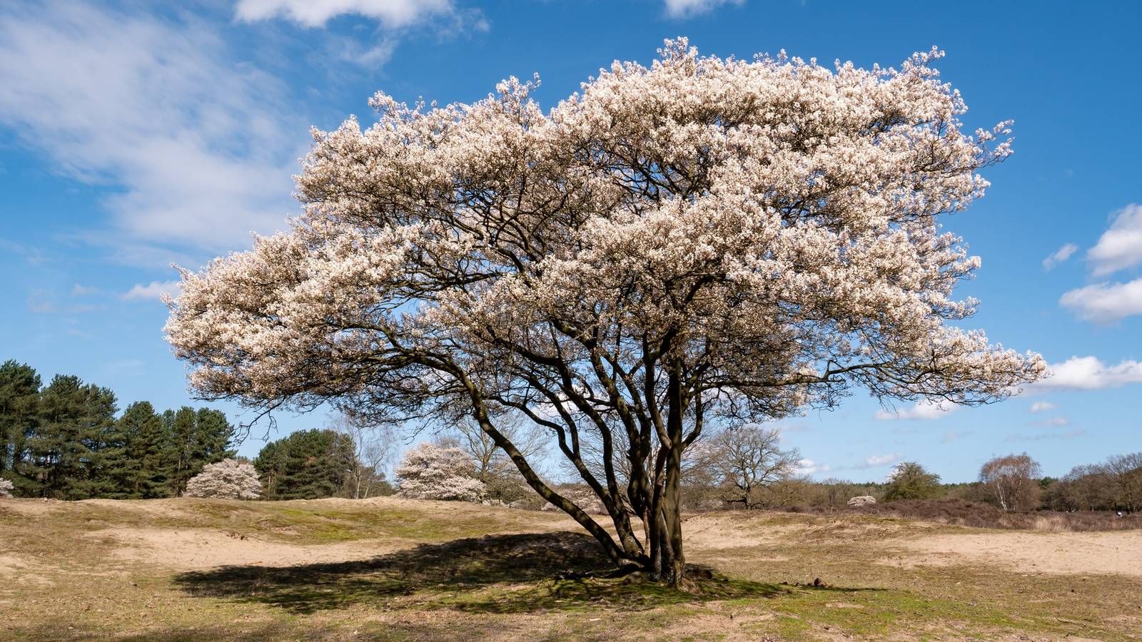 Low Maintenance Trees That Thrive With Little Care