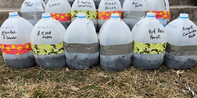 Winter Sowing Tips: Grow Stronger Seedlings Before Spring Arrives